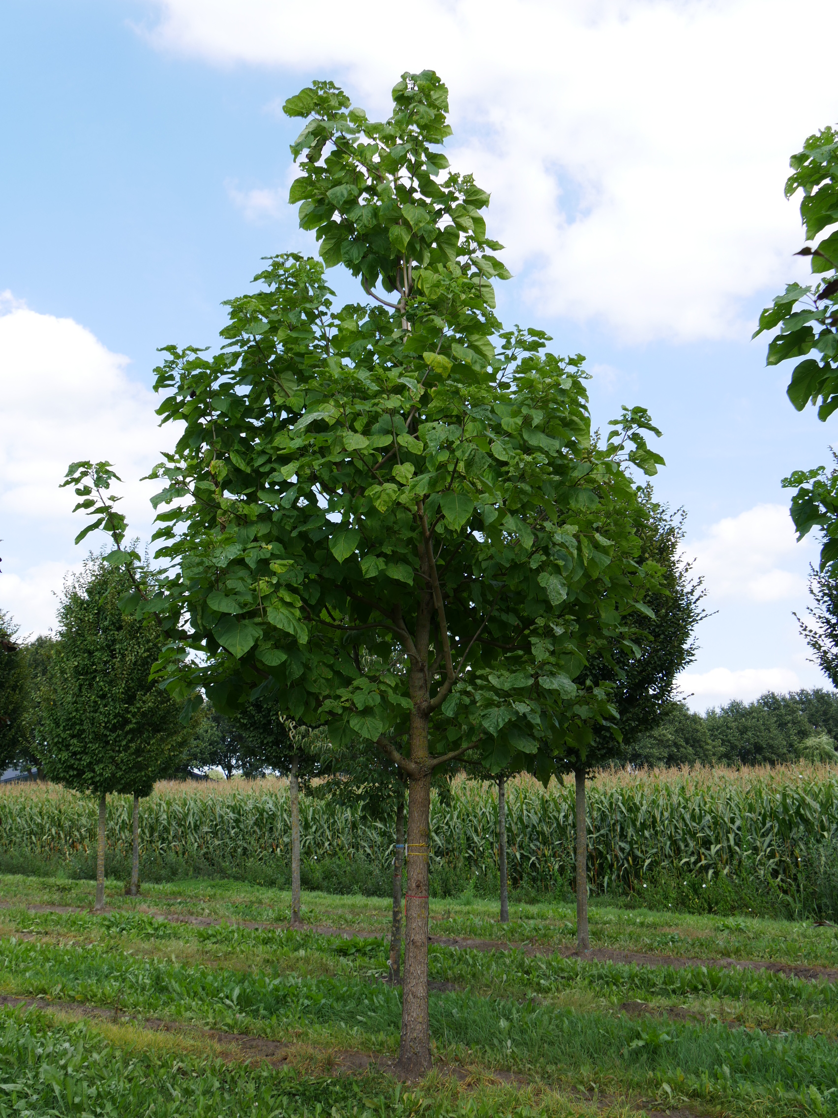 Catalpa bignonioides | Indian bean tree, Southern Catalpa - Pepinierele ...