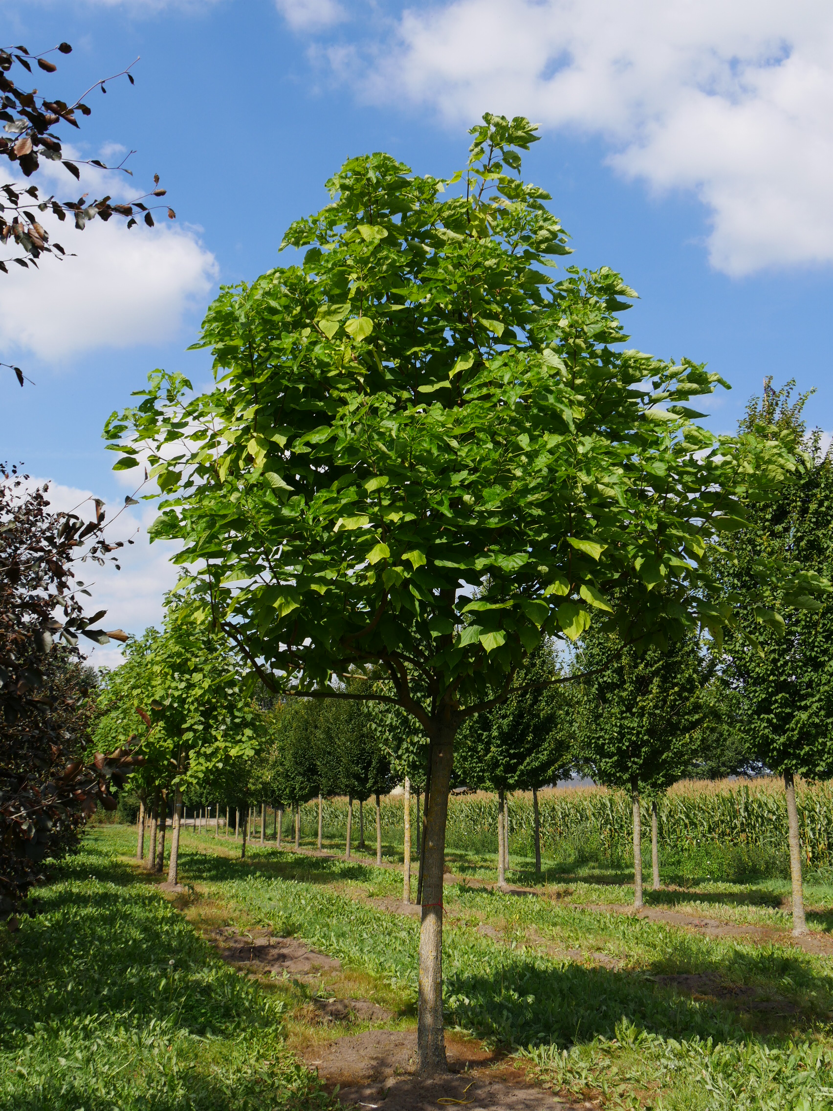 Catalpa bignonioides | Indian bean tree, Southern Catalpa - Pepinierele ...