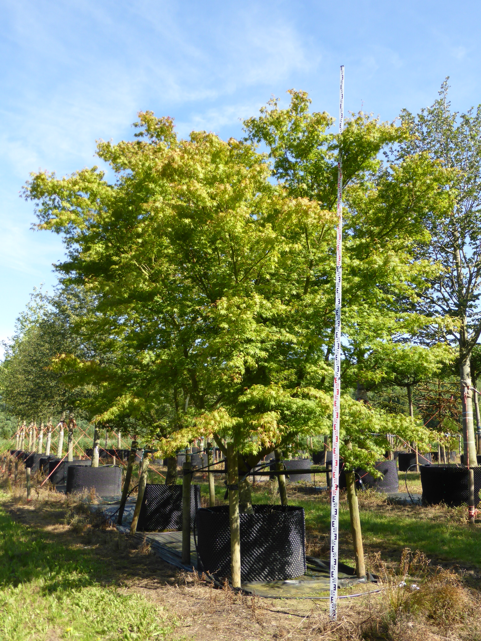 Acer palmatum | Japanese maple - Pepinierele Van den Berk