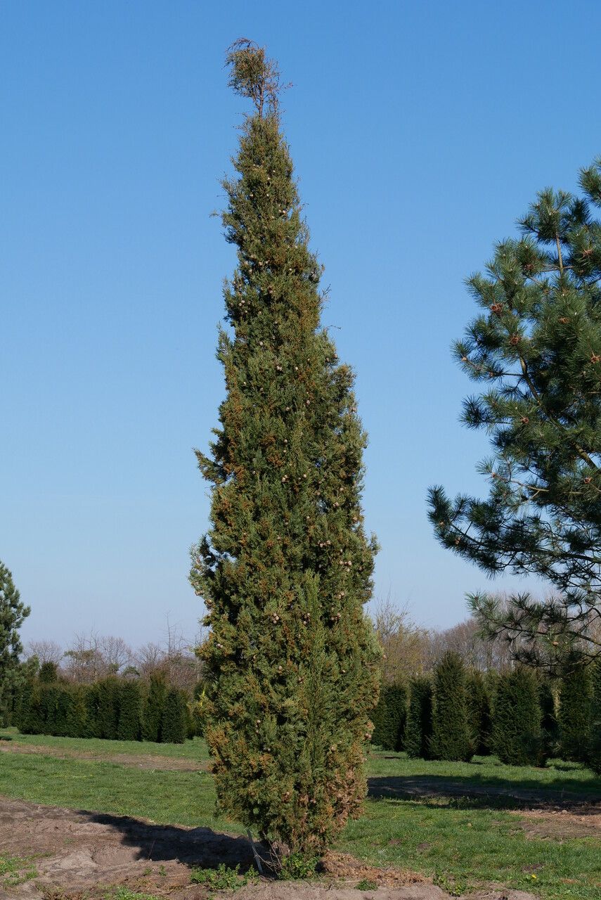 Cupressus sempervirens | Italian cypress, Mediterranean cypress ...
