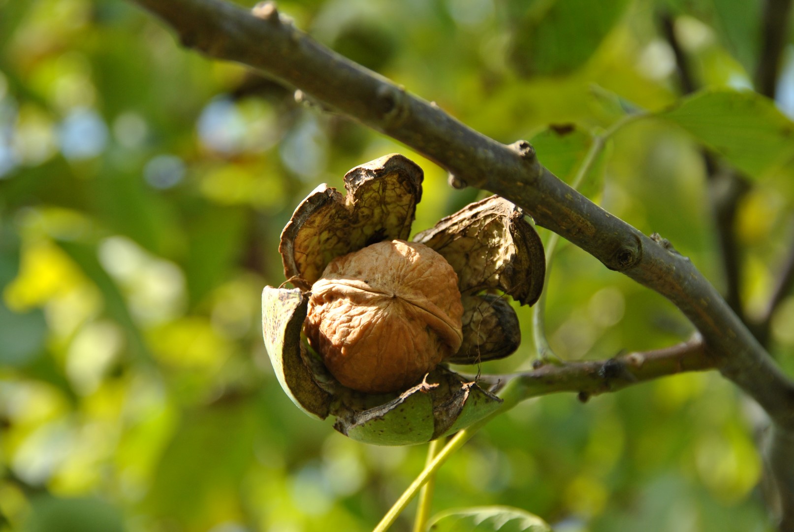 Juglans regia | Common walnut - Pepinierele Van den Berk