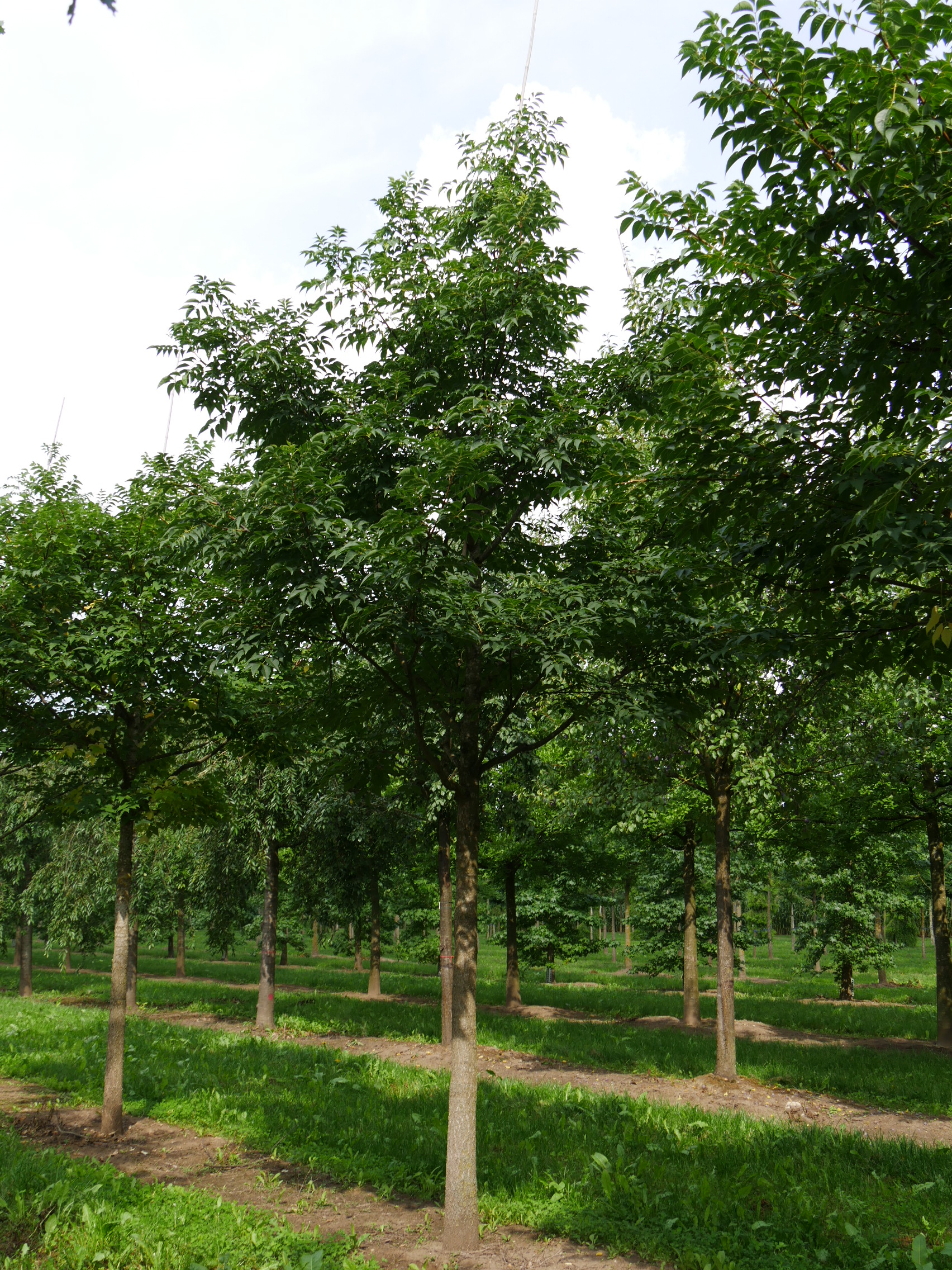 Phellodendron amurense | Amur cork tree - Pepinierele Van den Berk