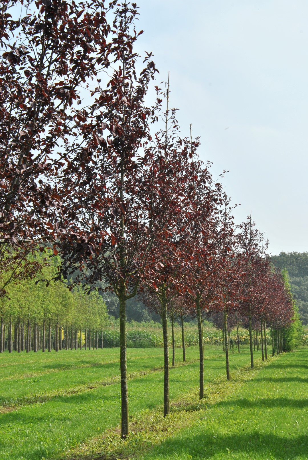 Prunus virginiana 'Canada Red' | Prunus virginiana 'Canada Red ...