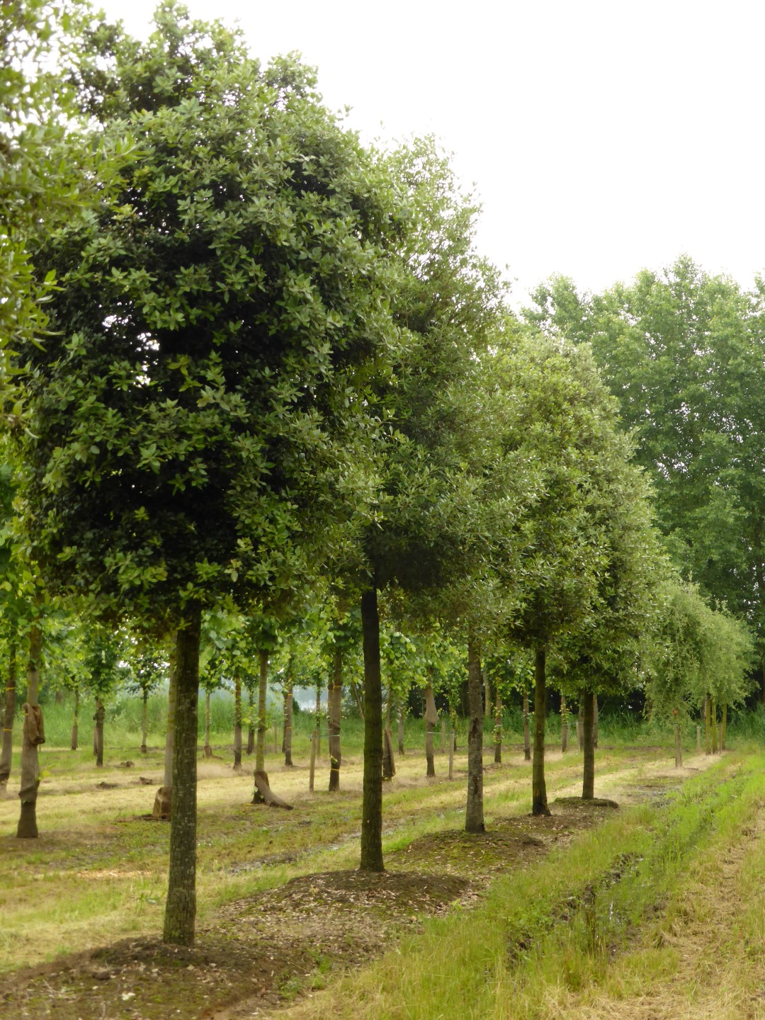 Quercus ilex | Holm oak, Holly oak, Evergreen oak - Pepinierele Van den ...