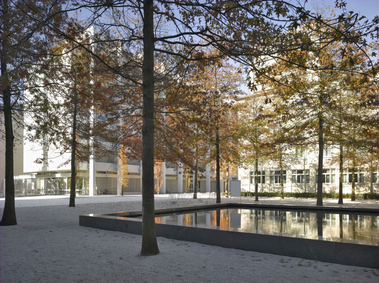 Quercus palustris | Pin oak, Swamp oak - Pepinierele Van den Berk