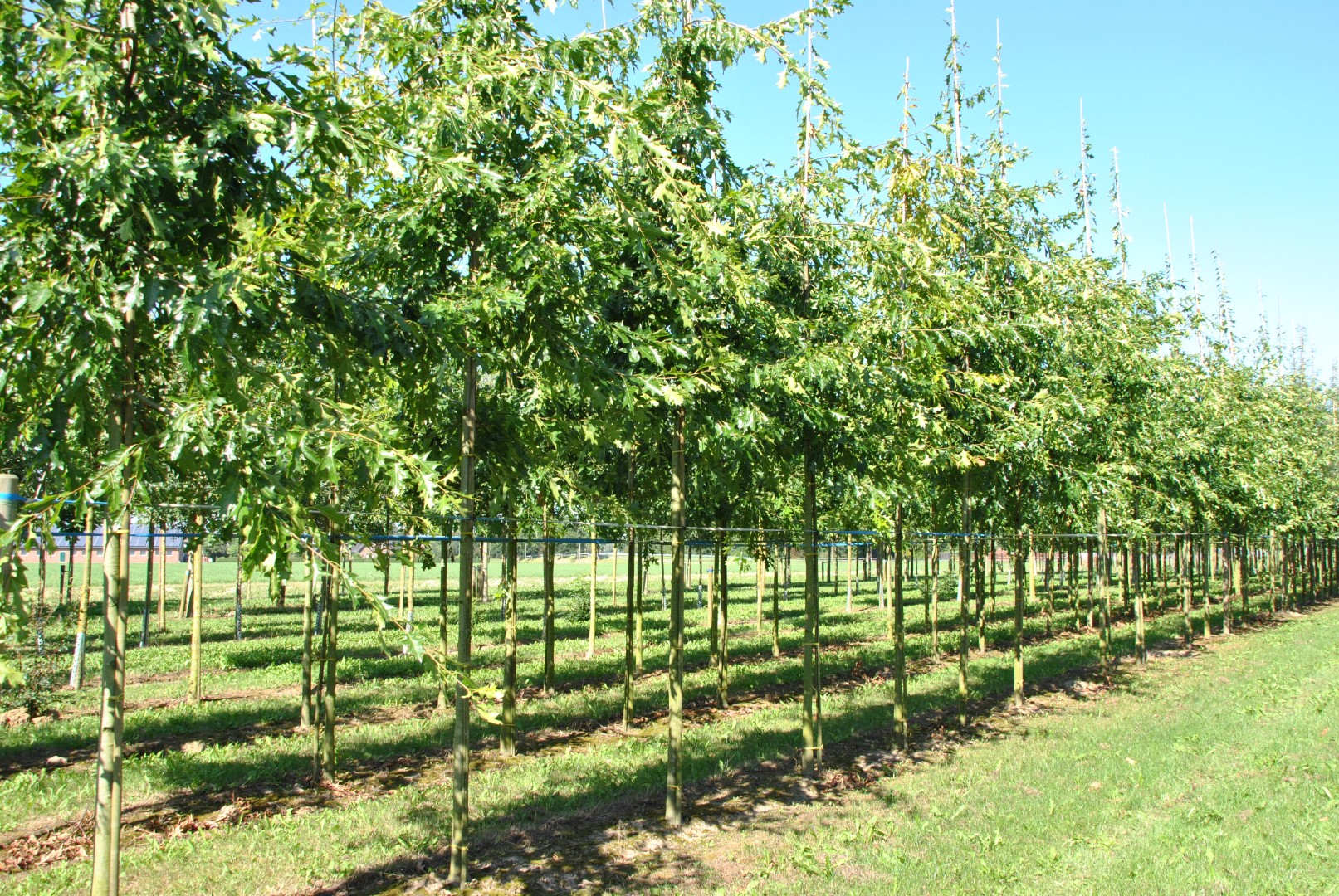 Quercus palustris | Pin oak, Swamp oak - Pepinierele Van den Berk