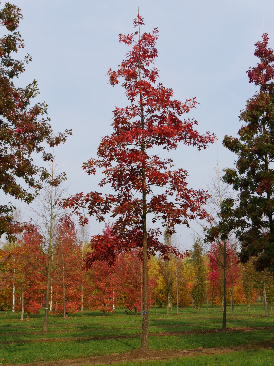 Quercus rubra | Red oak, Nothern Red oak - Pepinierele Van den Berk
