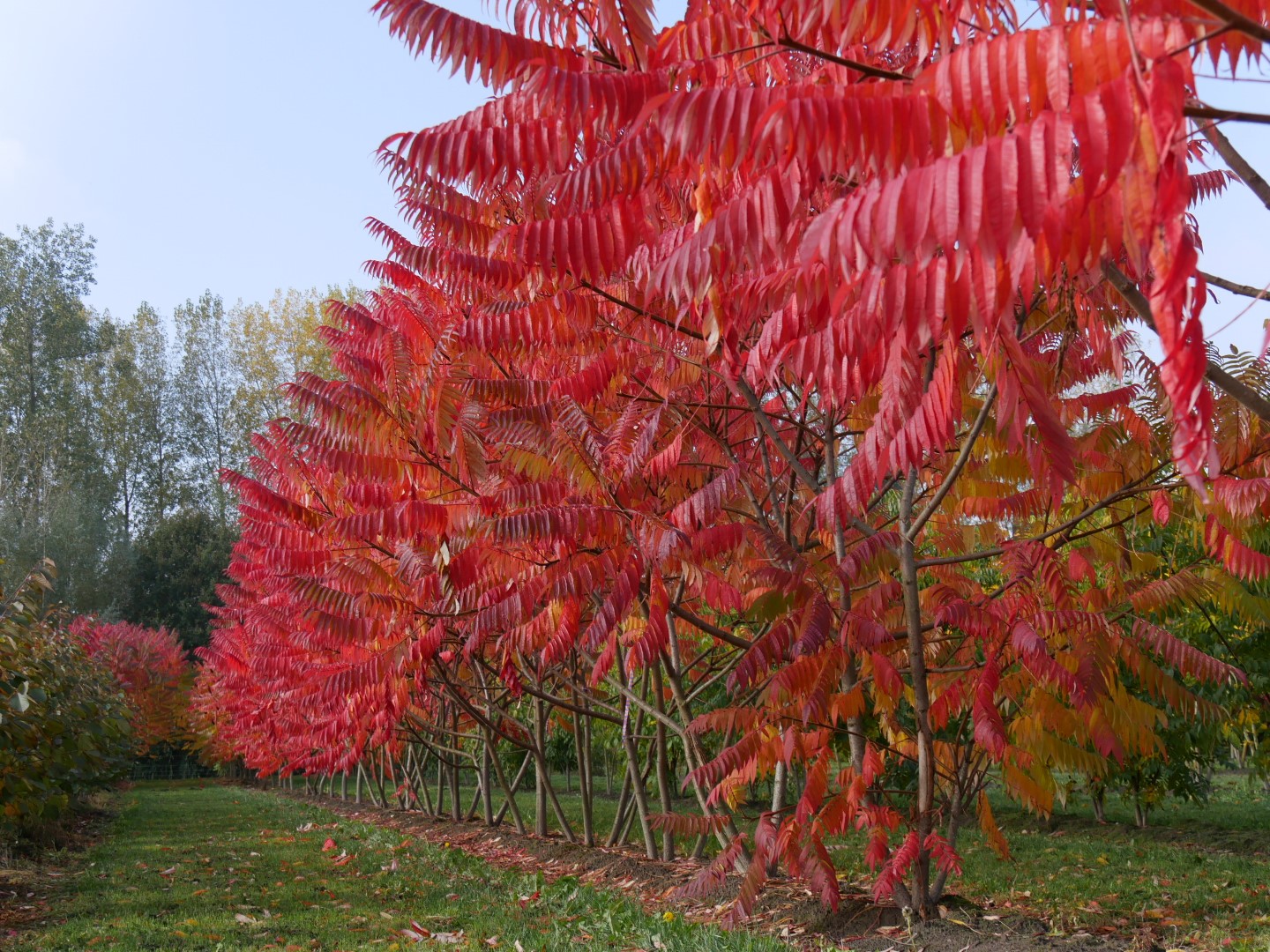 Rhus typhina | Rhus typhina - Pepinierele Van den Berk