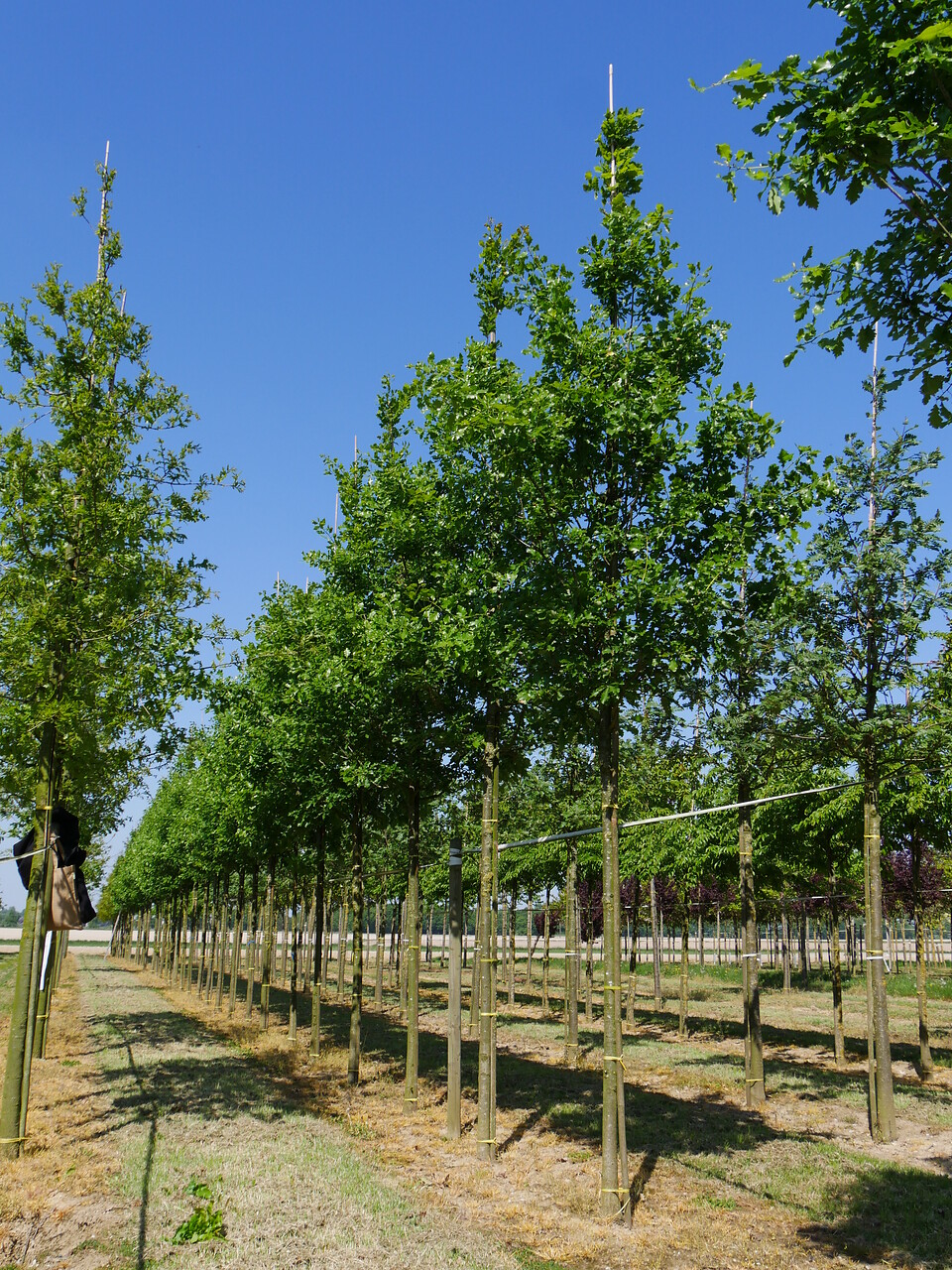 Quercus petraea 'Ryan' | Quercus ×rosacea 'Ryan' - Pepinierele Van den Berk