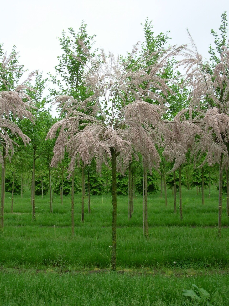 Tamarix gallica | Tamarix gallica - Pepinierele Van den Berk