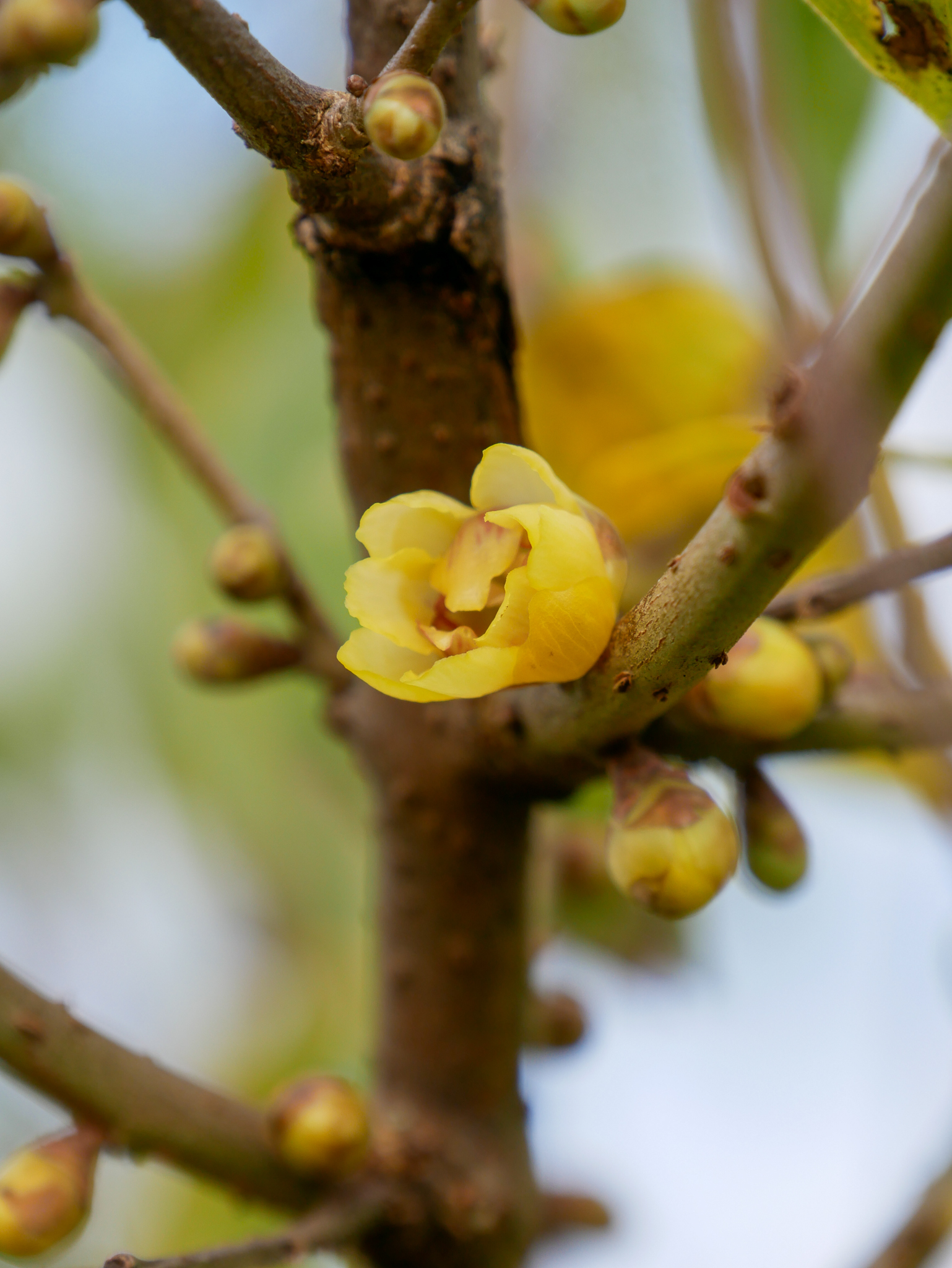 Chimonanthus praecox | Chimonanthus praecox - Pepinierele Van den Berk