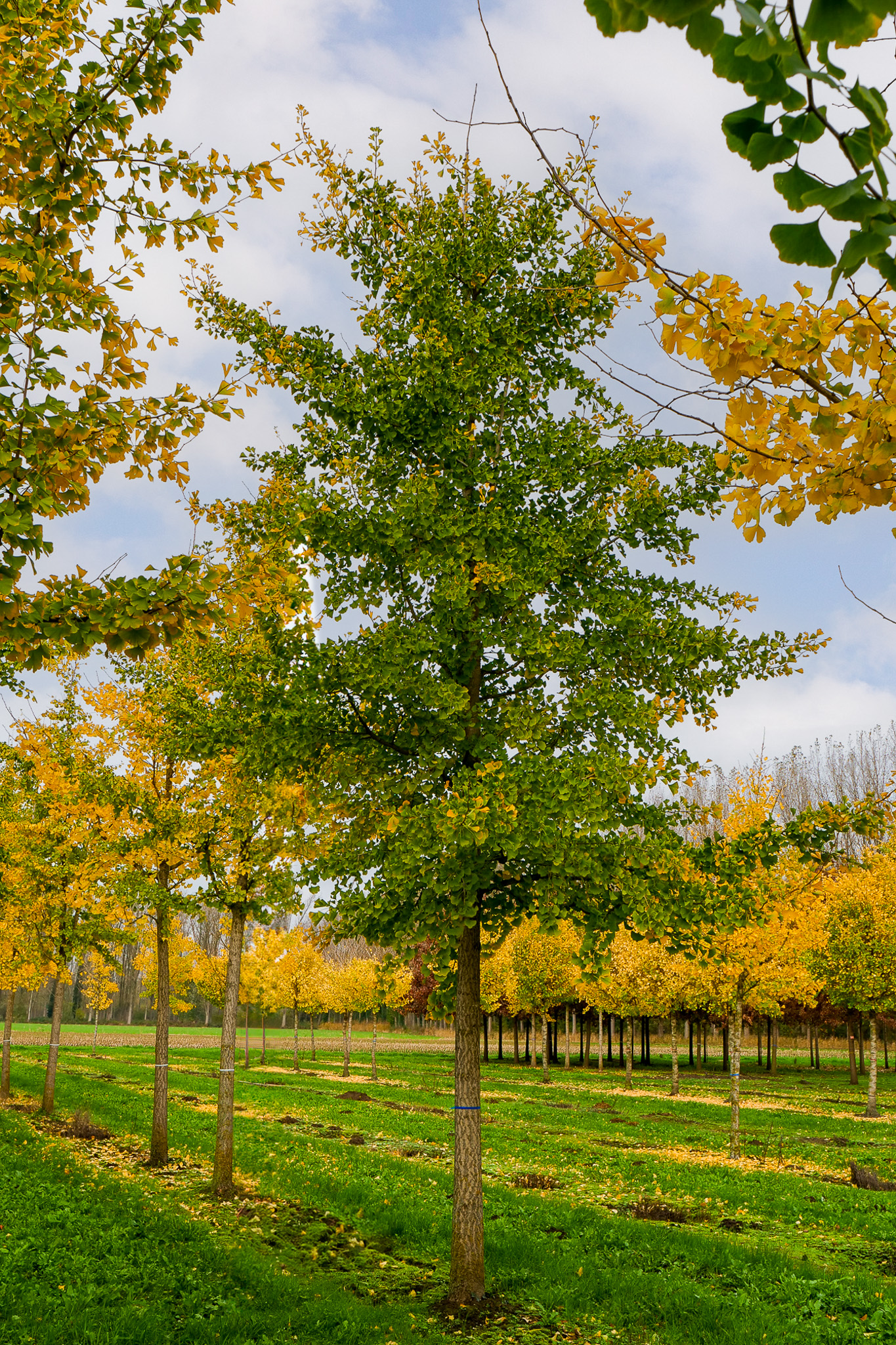 Ginkgo biloba | Maidenhair tree - Pepinierele Van den Berk