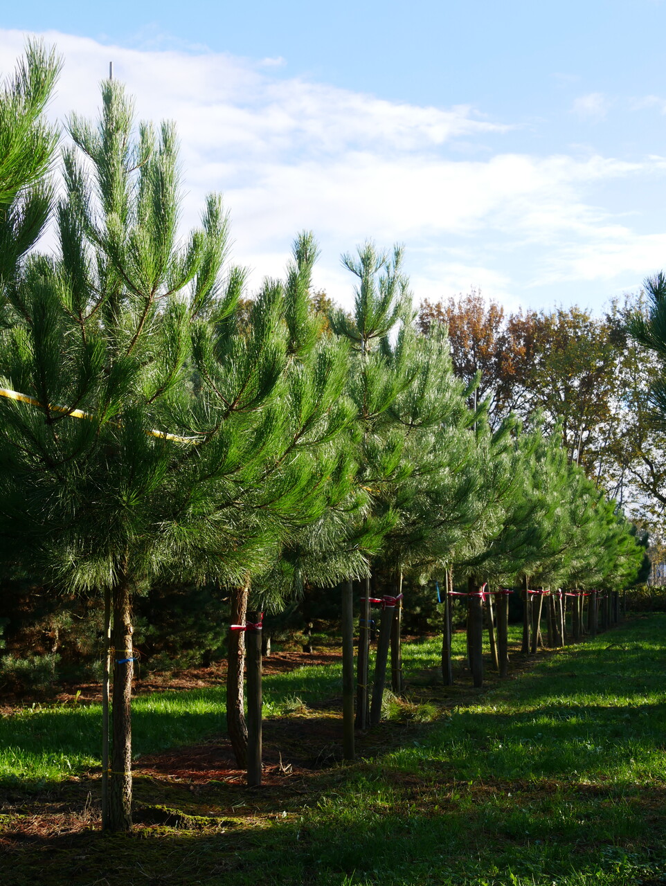 Pinus pinaster | Maritime pine - Pepinierele Van den Berk