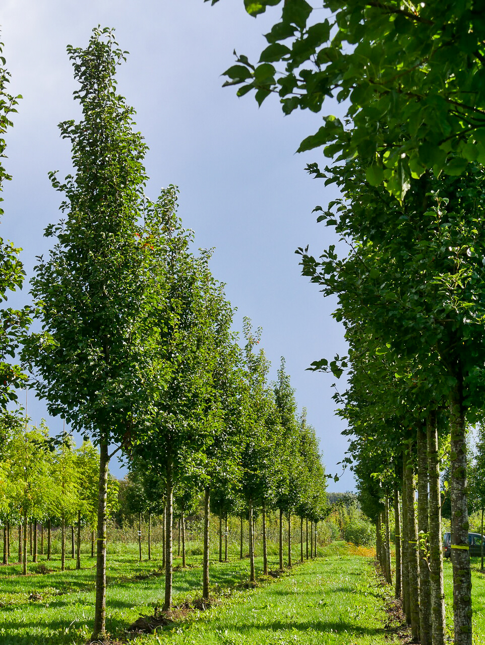 Pyrus calleryana 'Chanticleer' | Pyrus calleryana 'Chanticleer ...
