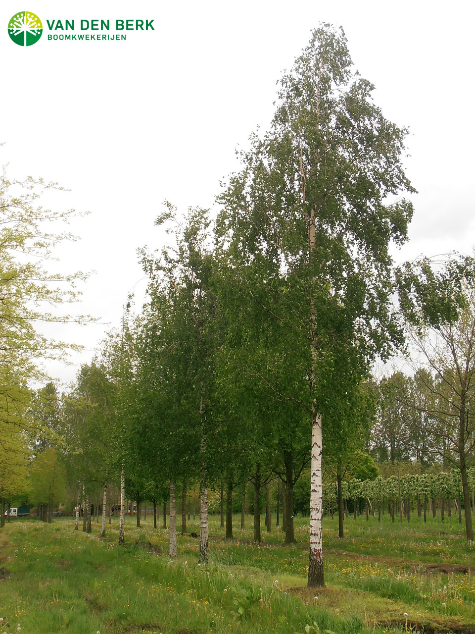 Betula pendula | Common silver birch, European birch - Pepinierele Van ...