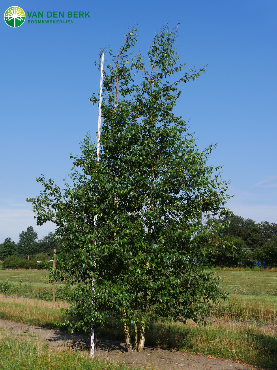 Betula pendula | Common silver birch, European birch - Pepinierele Van ...