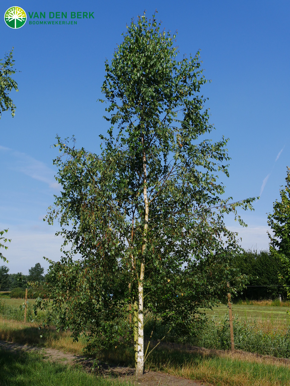 Betula pendula | Common silver birch, European birch - Pepinierele Van ...