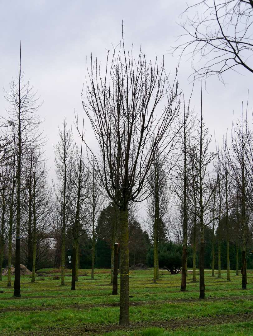 Prunus 'Spire' | Prunus 'Spire' - Pepinierele Van den Berk