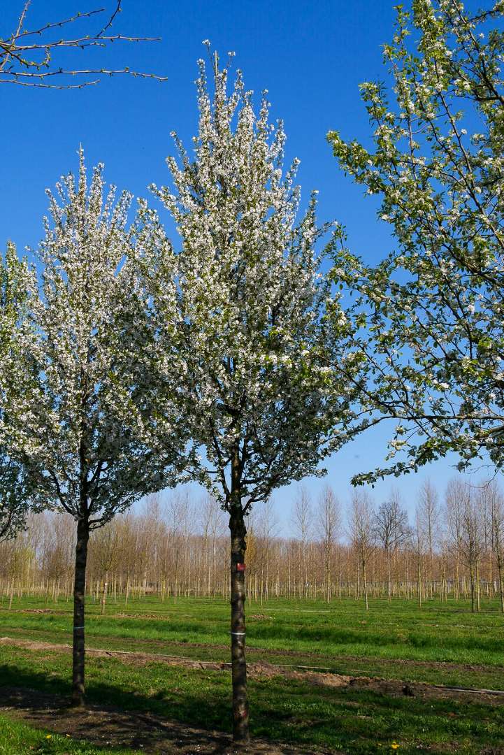Prunus 'Umineko' | Prunus 'Umineko' - Pepinierele Van den Berk