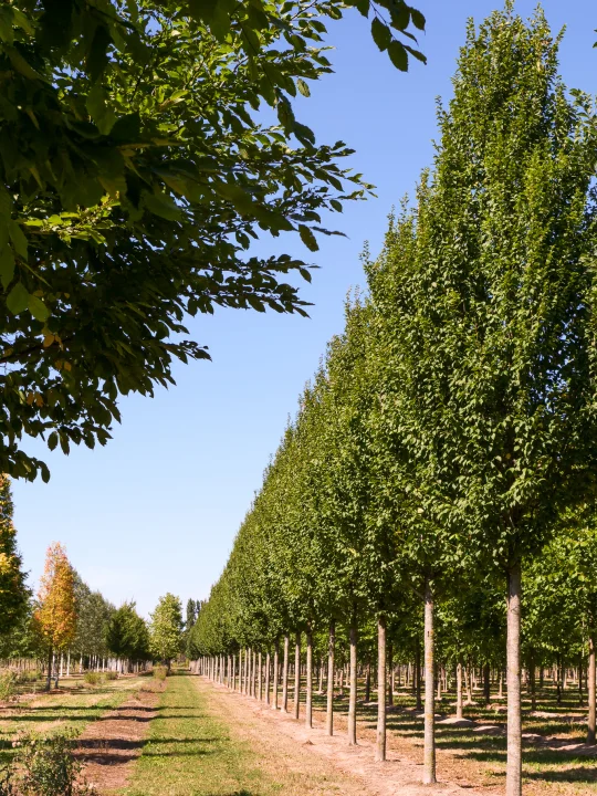 Carpinus betulus 'Lucas' | Carpinus betulus 'Lucas' - Pepinierele Van ...