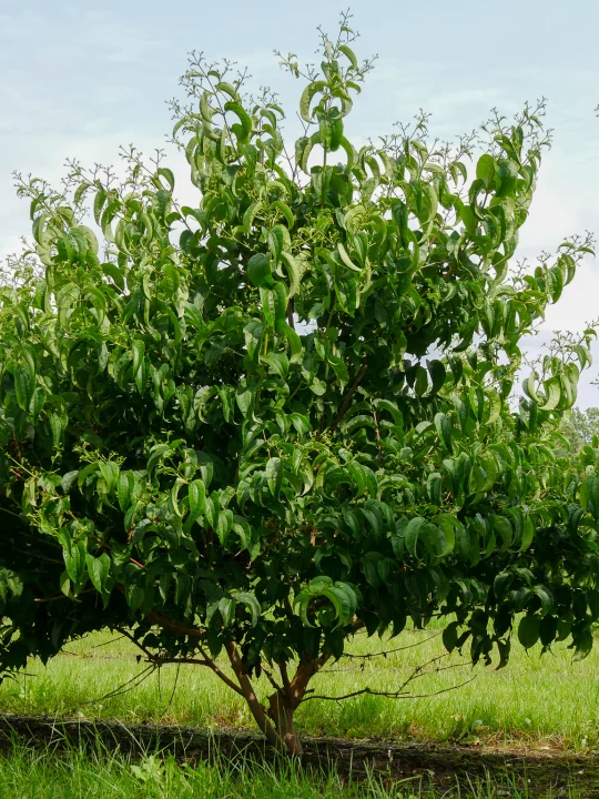 Heptacodium miconioides TIANSHAN ('Minhep') | Heptacodium miconioides ...