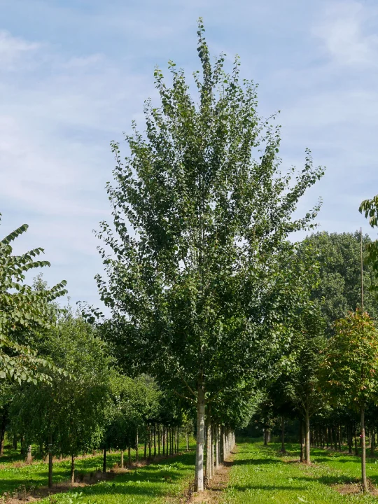 Populus tremula 'Tapiau' | Populus tremula 'Tapiau' - Pepinierele Van ...