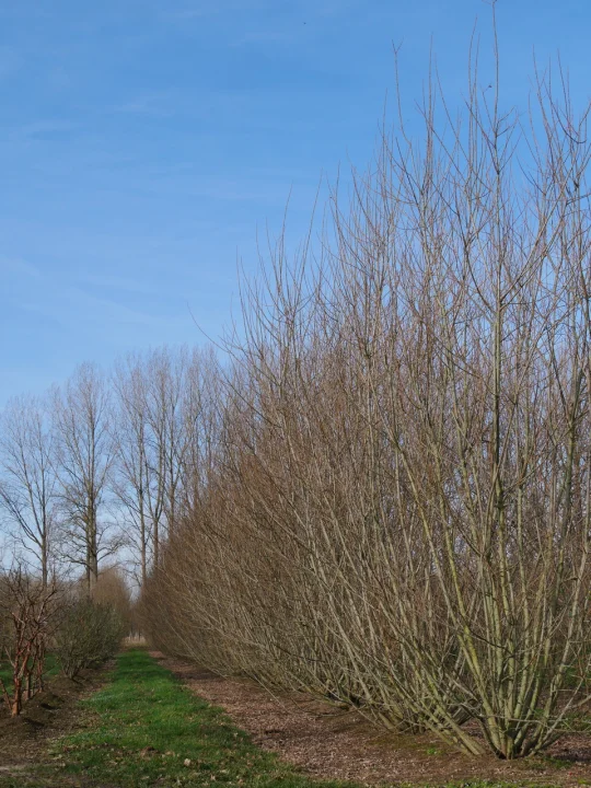 Salix triandra 'Semperflorens' | Salix triandra 'Semperflorens ...