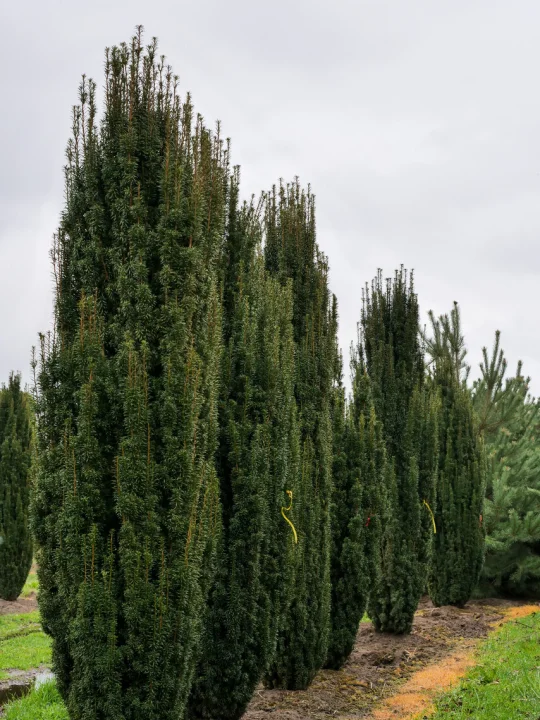 Taxus baccata 'Fastigiata' | Irish Yew - Pepinierele Van den Berk
