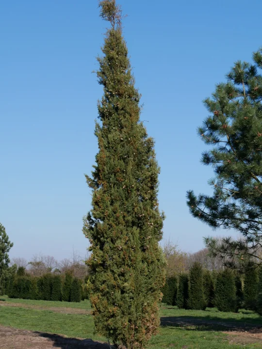 Italian Cypress Fast Growing Trees Italian Cypress Tree Seeds - Narrow ...