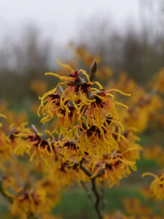 Hamamelis ×intermedia 'Orange Beauty' | Hamamelis ×intermedia 'Orange ...