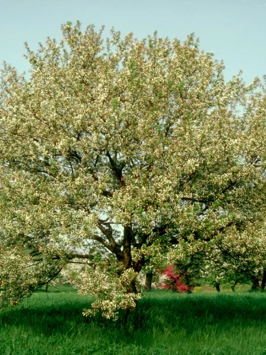 Malus 'Snowdrift' | Malus 'Snowdrift' - Pepinierele Van den Berk