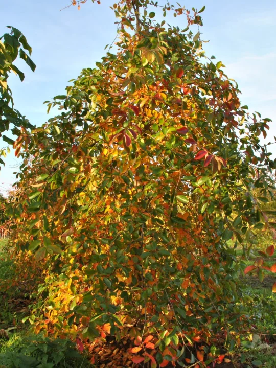 Nyssa sylvatica 'Autumn Cascades' | Nyssa sylvatica 'Autumn Cascades ...