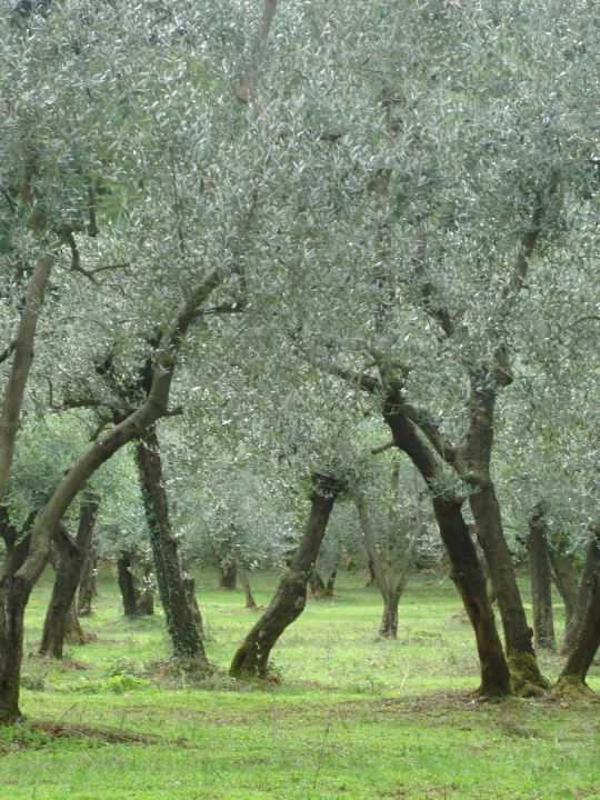 Olea europaea | Olive - Pepinierele Van den Berk