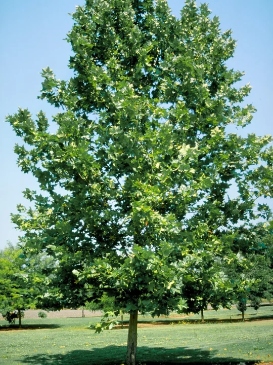 Platanus ×hispanica 'Bloodgood' | Platanus ×hispanica 'Bloodgood ...