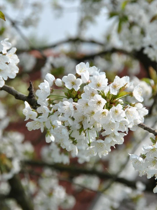 Prunus avium | Mazzard cherry, Gean - Pepinierele Van den Berk