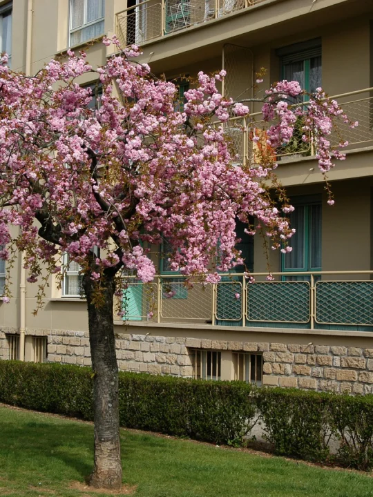 Prunus 'Kiku-shidare-zakura' | Prunus 'Kiku-shidare-zakura ...