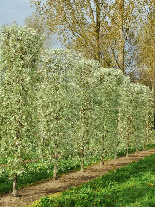 Pyrus salicifolia 'Pendula' | Pyrus salicifolia 'Pendula' - Pepinierele ...