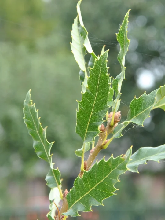 Quercus libani 'Angustfolia' | Quercus libani 'Angustfolia ...