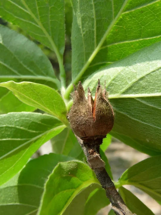 Stewartia sinensis | Chinese Stewartia - Pepinierele Van den Berk