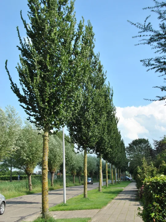 Ulmus 'Columella' | Ulmus 'Columella' - Pepinierele Van den Berk