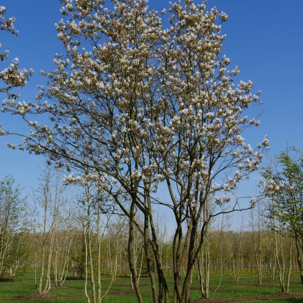 Amelanchier alnifolia 'Obelisk' | Amelanchier alnifolia 'Obelisk ...