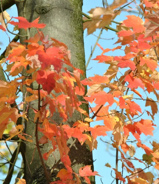 Acer rubrum 'Schlesingeri' | Acer rubrum 'Schlesingeri' - Pepinierele ...