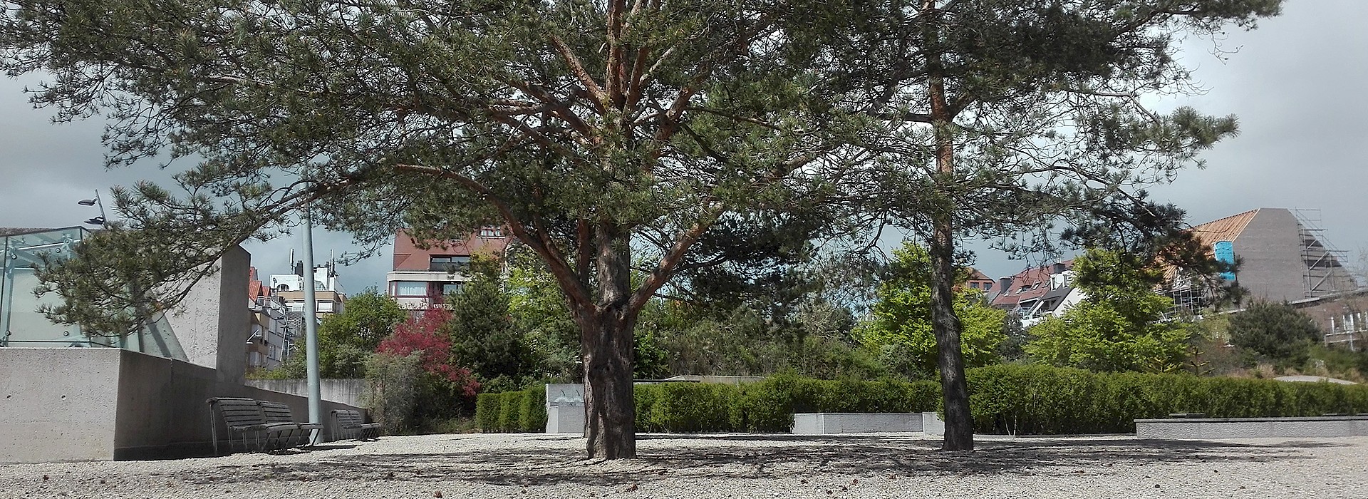 Trees for coastal areas